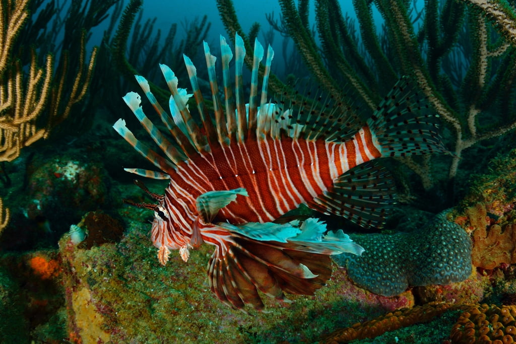 Lionfish Swimming in the Caribbean Sea Photo Cool Fish Poster Aquatic ...