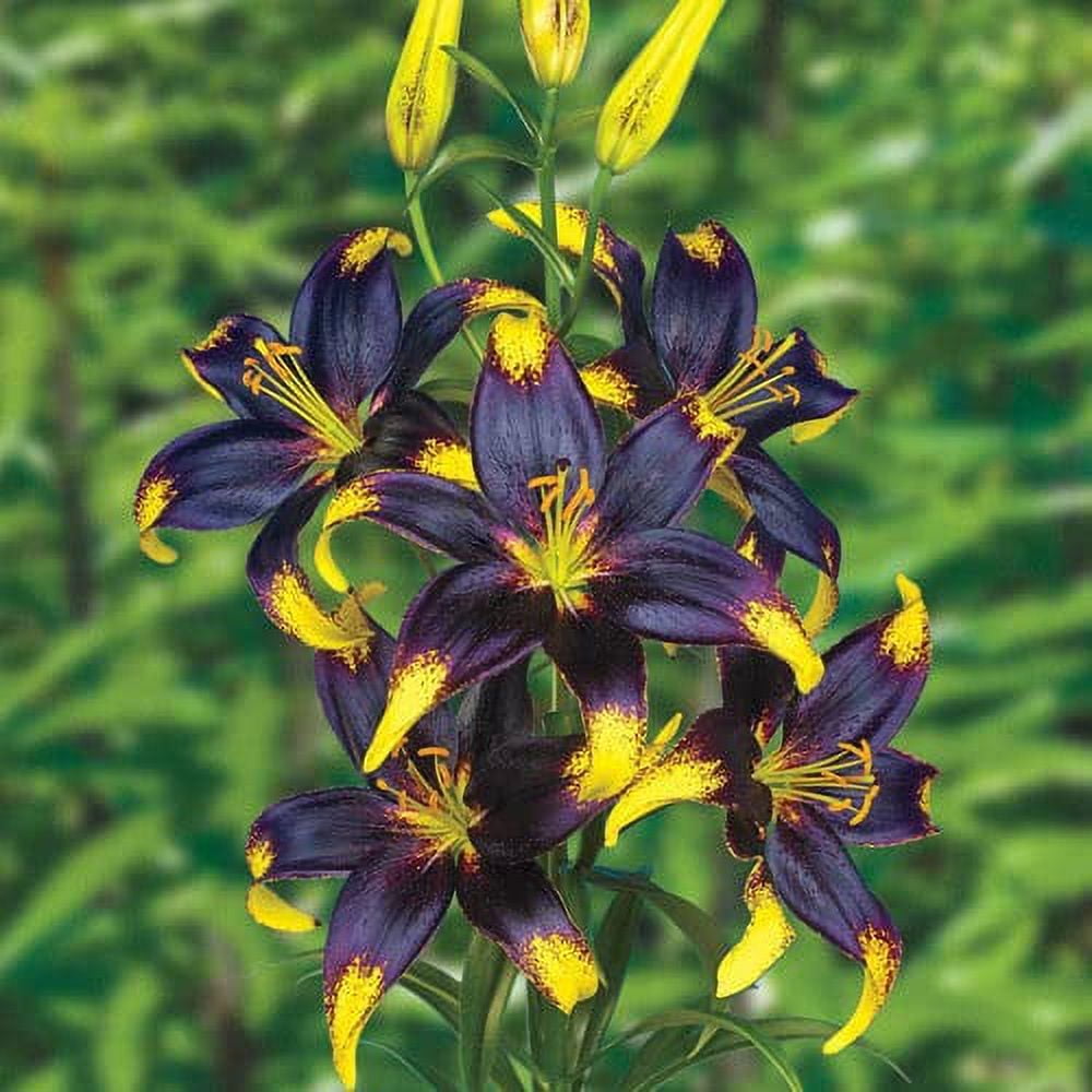 Lionheart Lily Bulbs for Planting - Black and Yellow Coloring Really ...