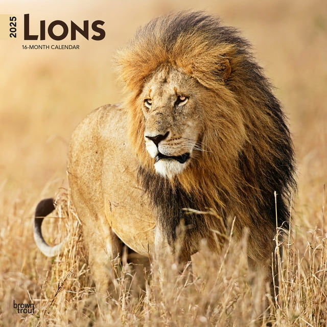 Lions | 2025 12x24 Lions | 2025 12x24