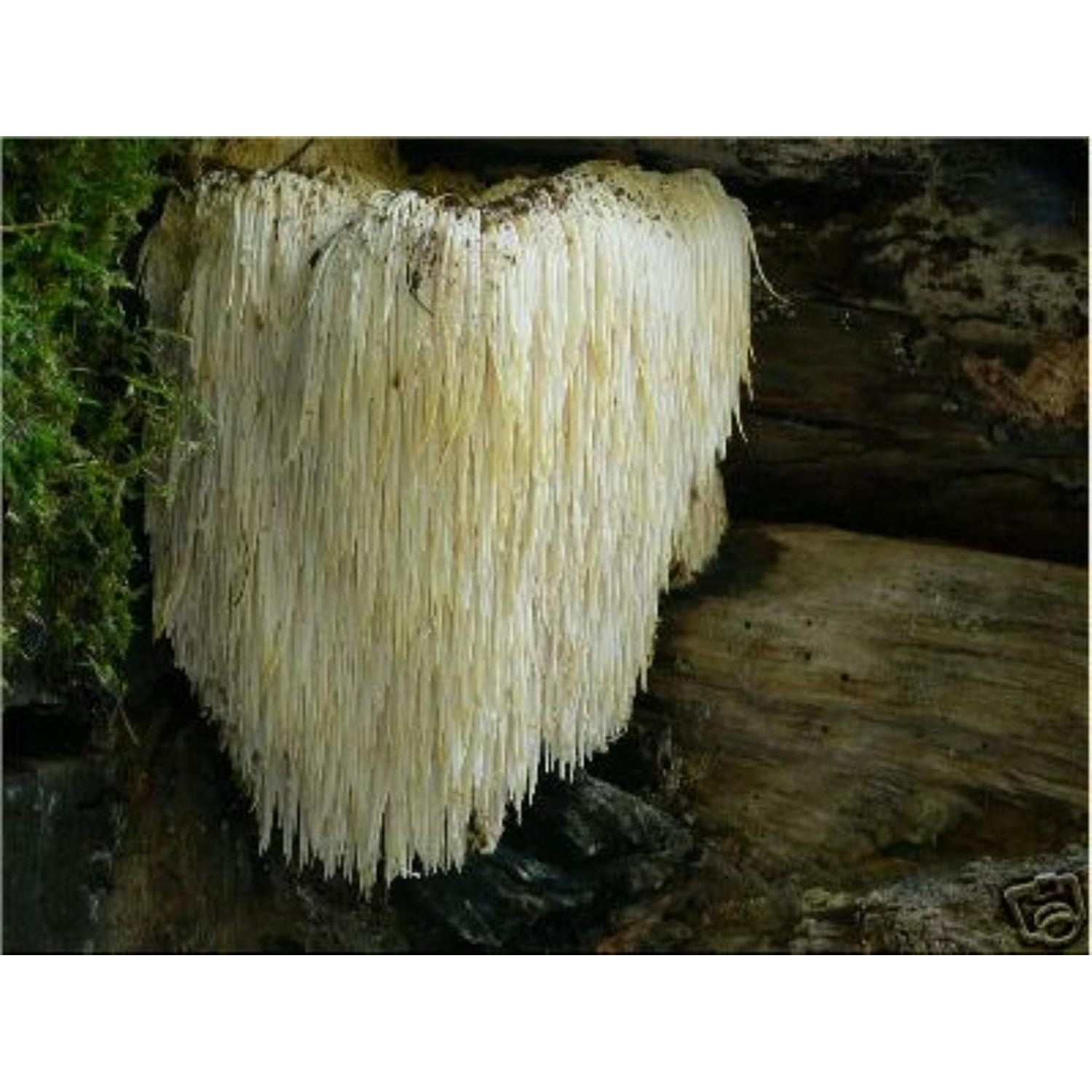 Lions Mane Mushroom Plug Spawn 100 Plugs ~ Crab Flavor ~ Mycelium Log ...