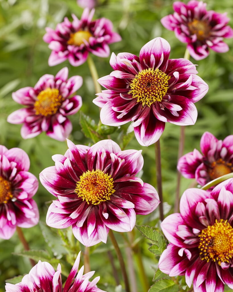 Liquid Desire Mignon Dahlia - #1 Size Root Clump - New! - Walmart.com