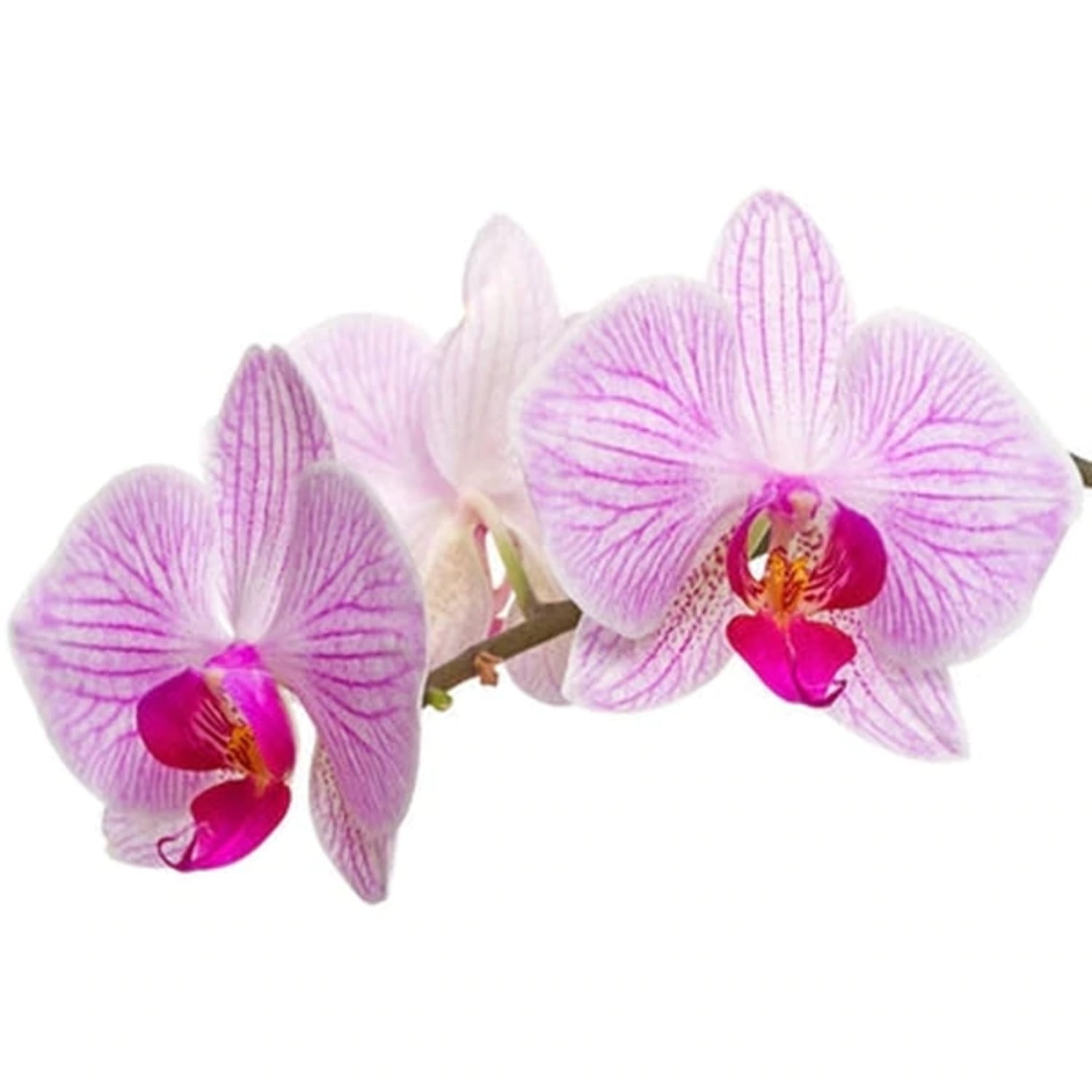 Liquid Orchid Botanical Extract 1/4oz Sample - Walmart.com