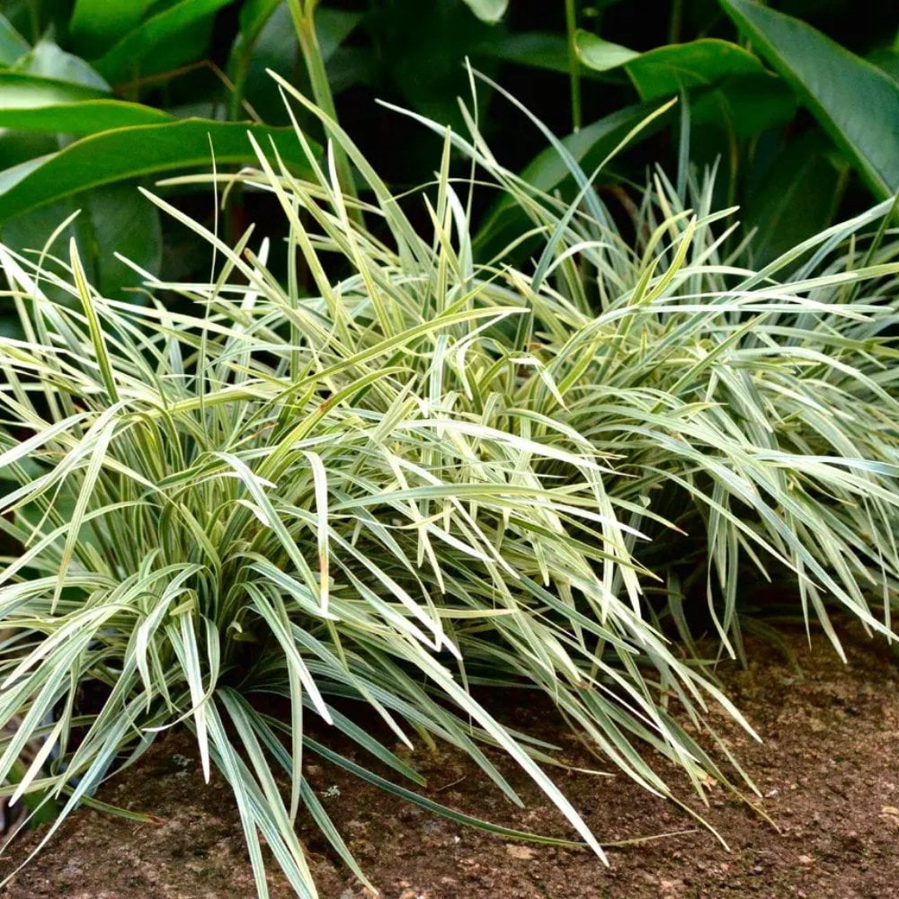 Liriope Aztec – live starter plants less than 12 inches tall - Walmart.com