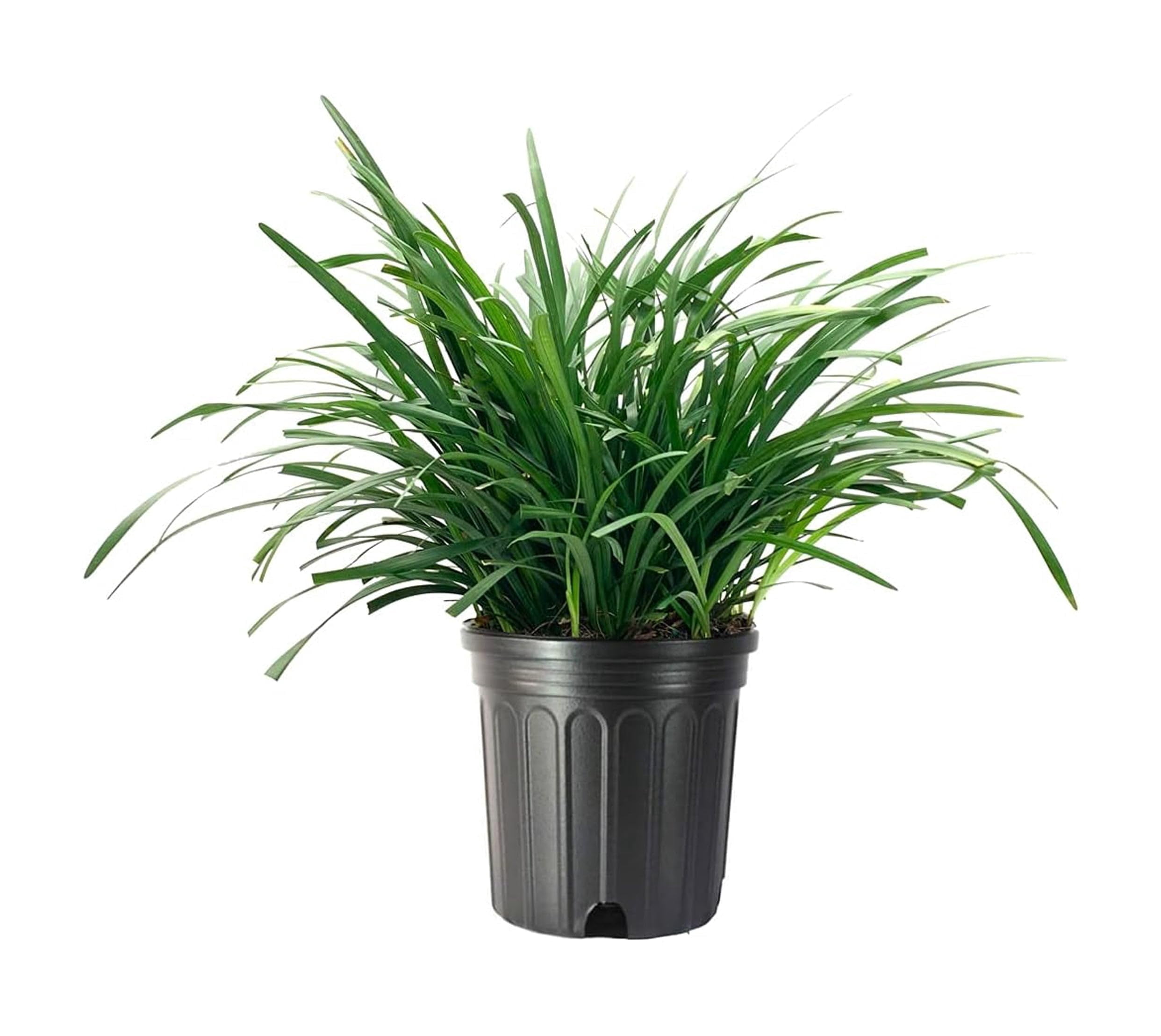 Liriope Big Blue | 2 Large Gallon Size Plants | Liriope muscari ...