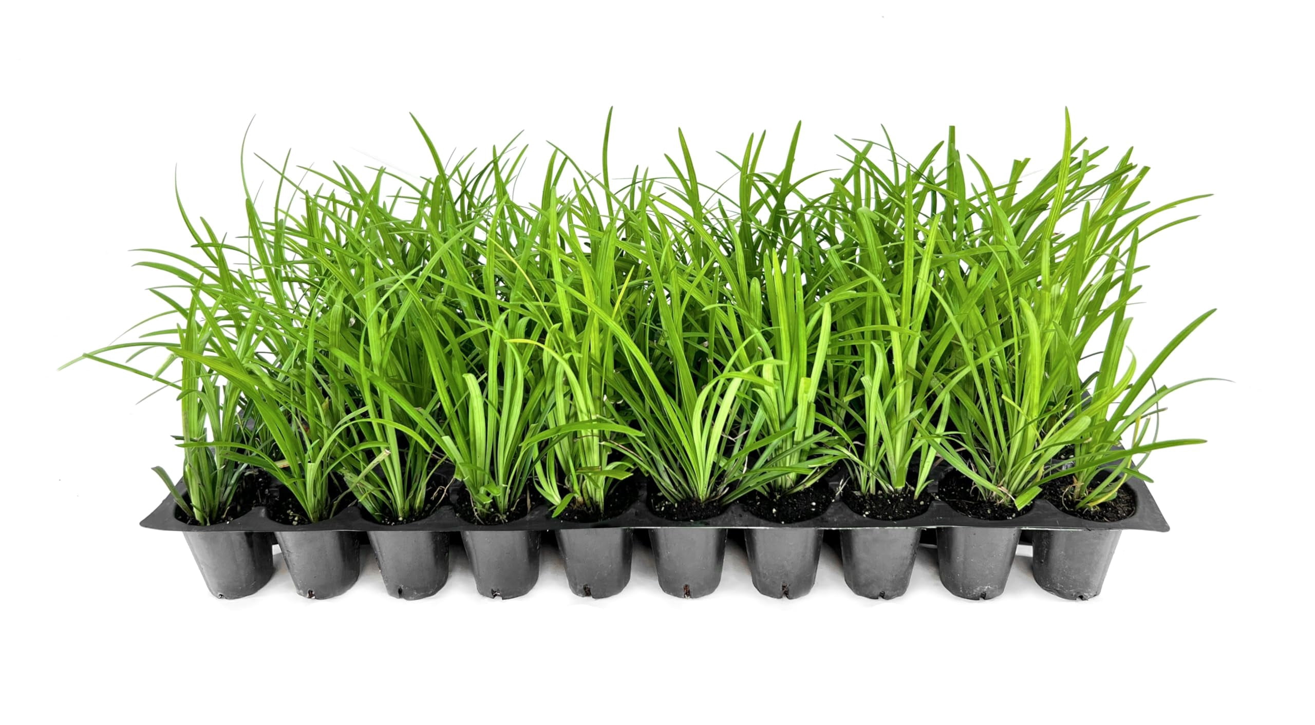 Liriope Big Blue | 3 Live Plants | Liriope muscari | Lavender Blue ...