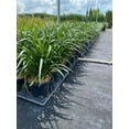 Liriope Muscari Grass Live Plant Super Blue Lilyturf 4 In-1 Gal Pot 4 ... Liriope Muscari Grass Live Plant Super Blue Lilyturf 4 In-1 Gal Pot 4 ...