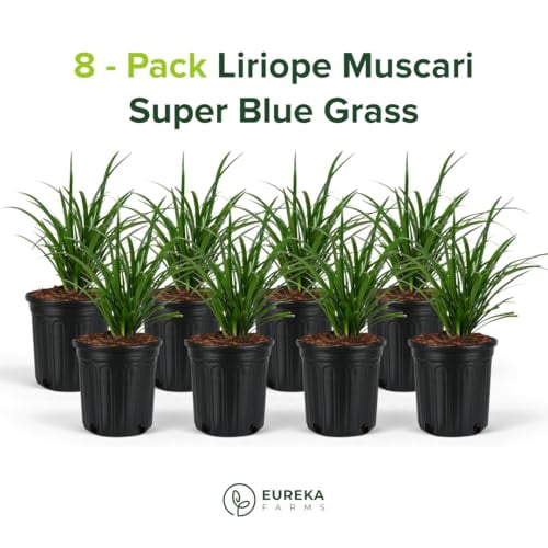 Liriope Muscari Super Blue Grass - 8-Pack, Live Plant, Monkey Grass ...