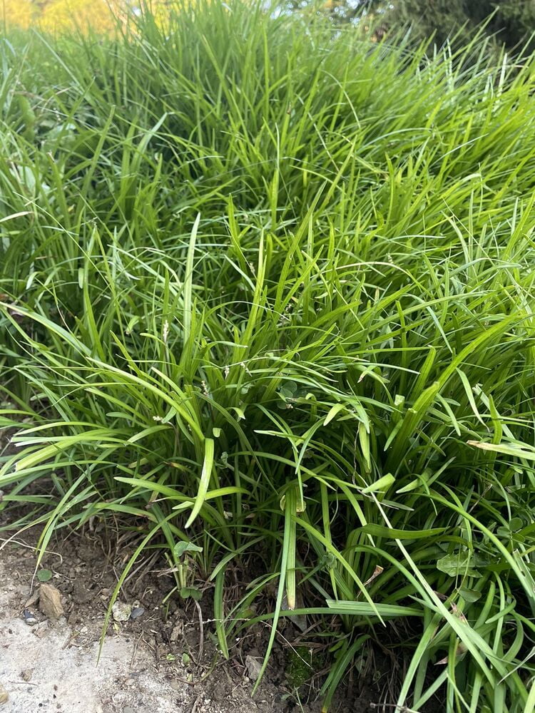 Liriope Spicata (Creeping Lilyturf or Monkey Grass) - 50 Bare Root ...