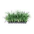 Liriope Super Blue | 20 Live Plants | Liriope muscari 'Super Blue ...