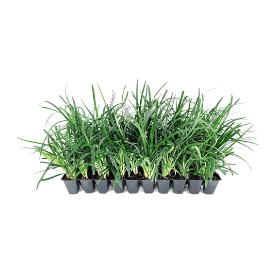 Liriope Super Blue | 20 Live Plants | Liriope muscari 'Super Blue ...