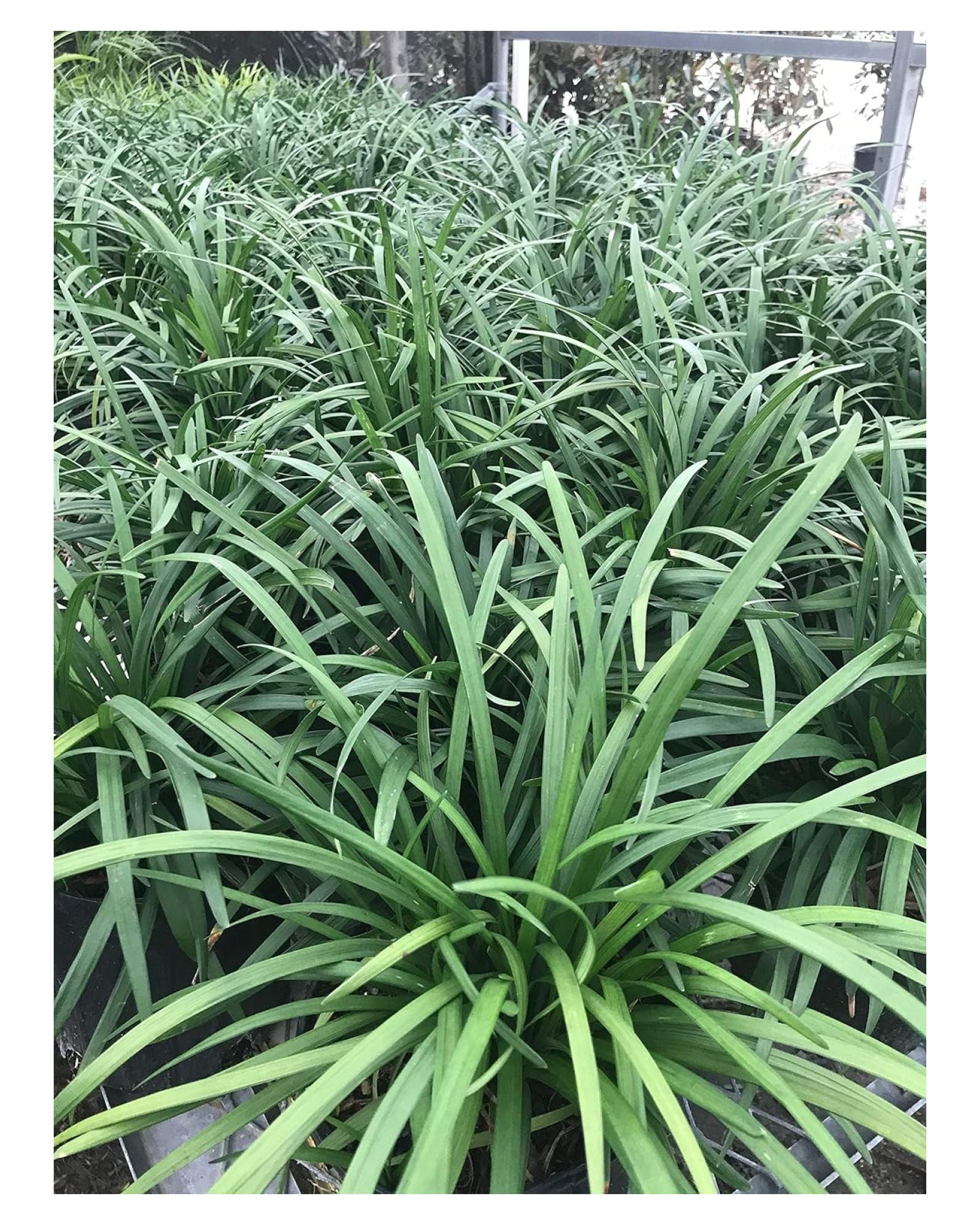 Liriope muscari 'Big Blue' Monkey Grass - Flats of Eighteen 3.5 inch ...