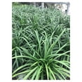Liriope muscari 'Big Blue' Monkey Grass - Flats of Eighteen 3.5 inch ...