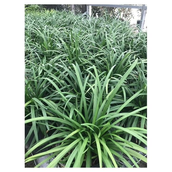 Ornamental Grasses in Perennials - Walmart.com
