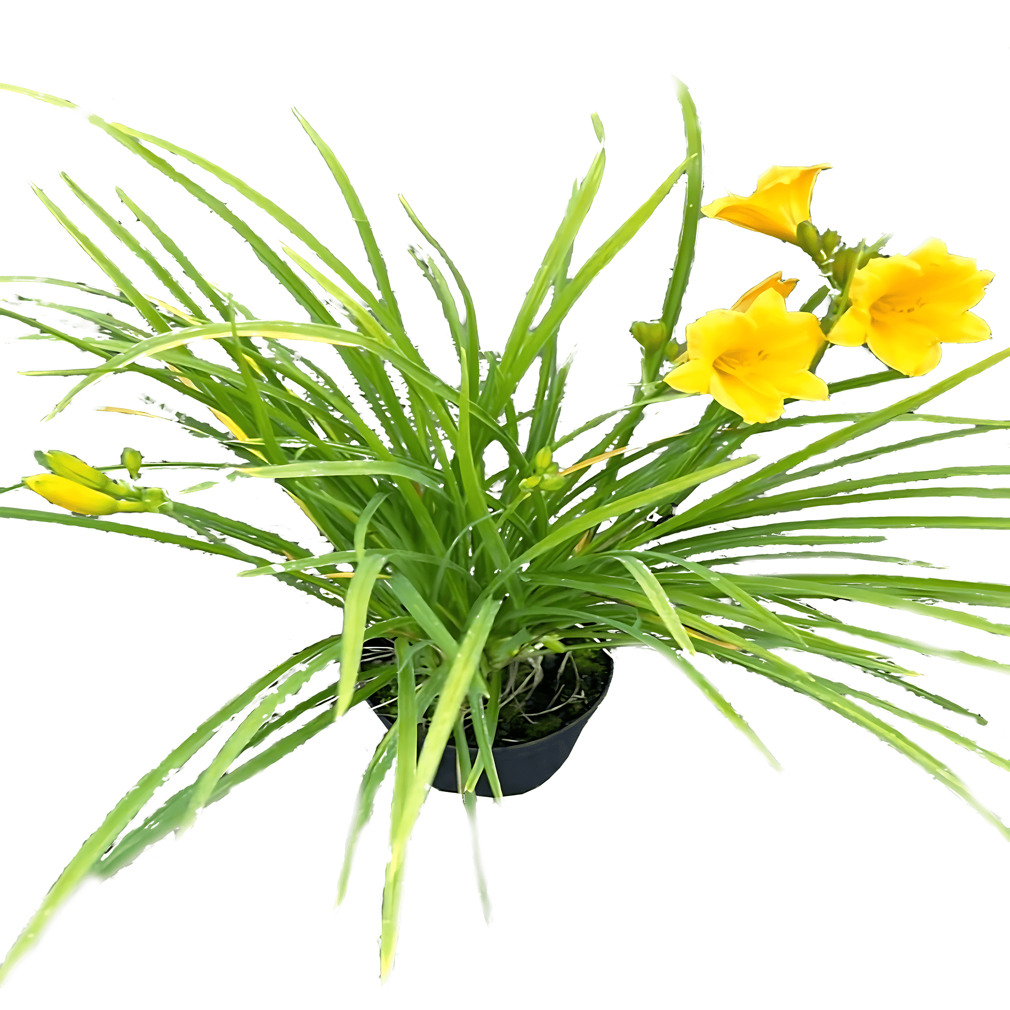 Liriope Muscari ‘Variegata’ Variegated Lilyturf Live Plants, Cream ...