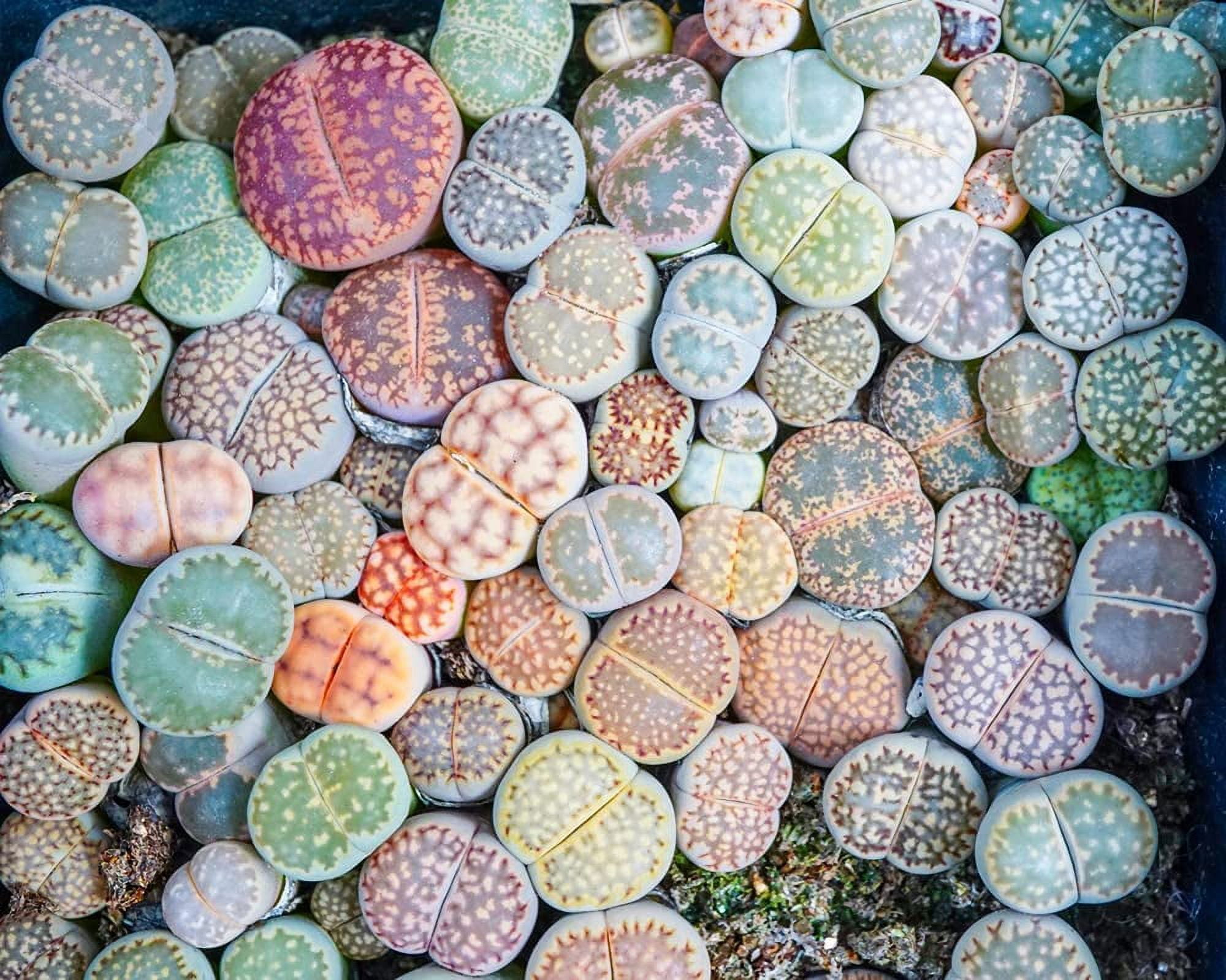 CZ Grain 50 Mixed Lithops Living Stones Plant Seeds, Colorful Succulent ...