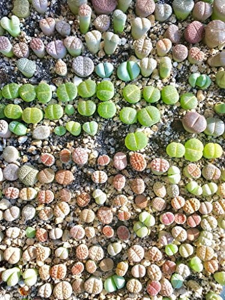 Lithops Seed Kit Pack of 25 Seeds with Live Seedlings and Germination ...