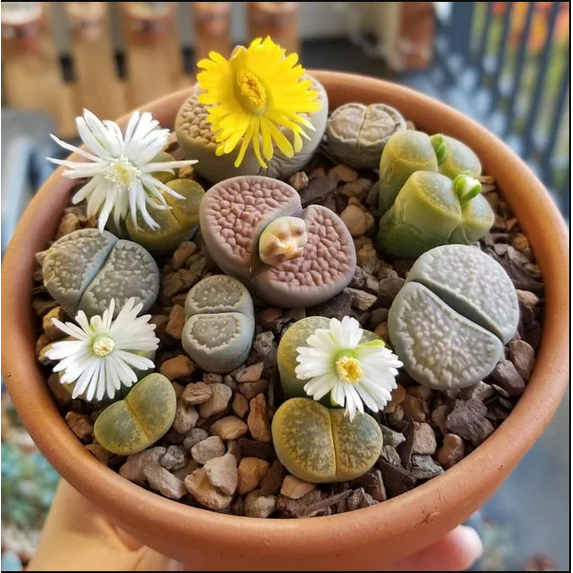 Lithops Succulents Live Potted in 2 Inch Pot - Walmart.com