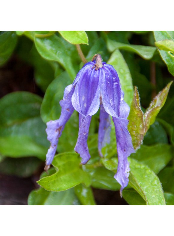 Clematis Plants in Perennials - Walmart.com