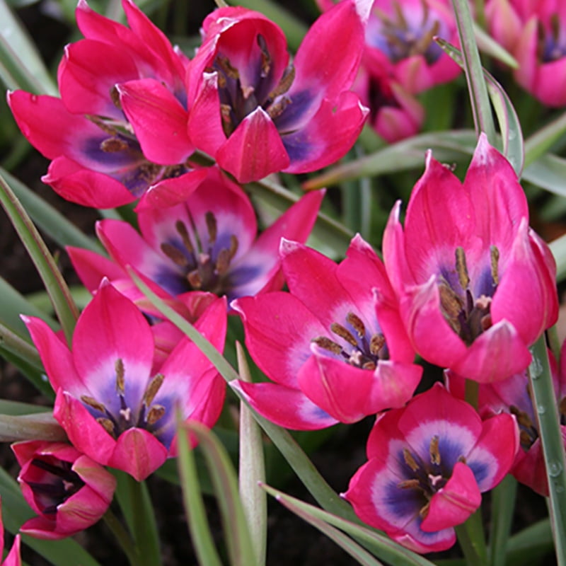 Little Beauty Botanical Tulip Flower Bulbs - 25 Bulbs per Pack - Deer ...