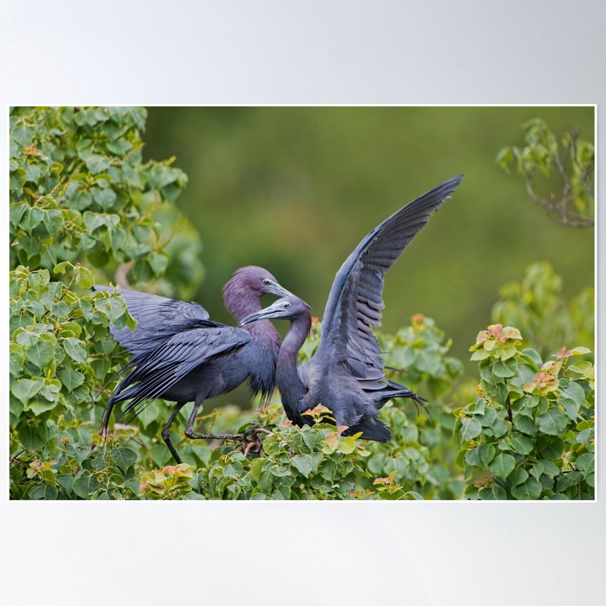 Little Blue Herons Poster Wall Art, Modern Wall Decor For Living Room ...