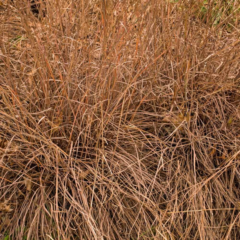 Little Bluestem Native Prairie Grass & Ornamental Xeriscape Grass Seed ...