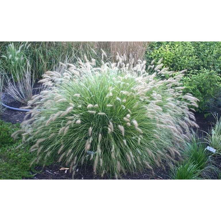 Dwarf Fountain Grass Little Bunny Pennisetum Alopecuroides 'Little
