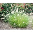 Daylily Nursery Bunny Grass Live Plants, Drought Tolerant - Walmart.com