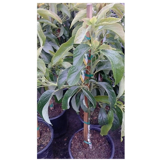 Little Cado Dwarf Avocado - Grafted Tree - 1 Feet Tall - Ship in ...