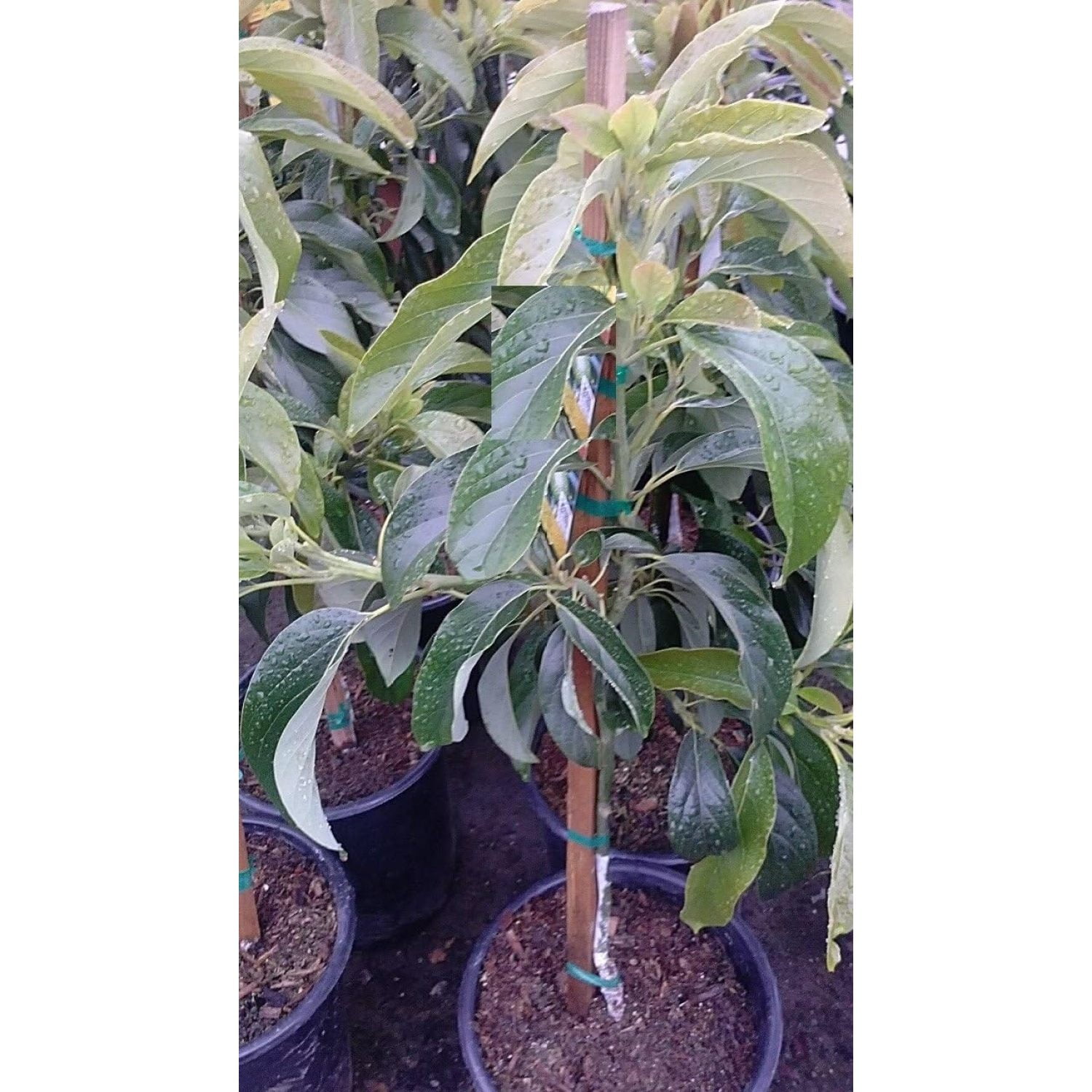 Little Cado Dwarf Avocado - Grafted Tree - 1 Feet Tall - Ship in ...