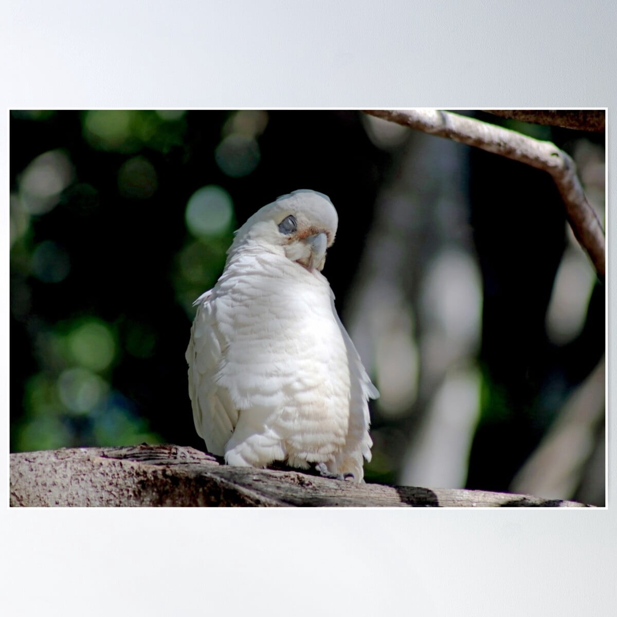 © Little Corella Poster Wall Art, Modern Wall Decor For Living Room ...