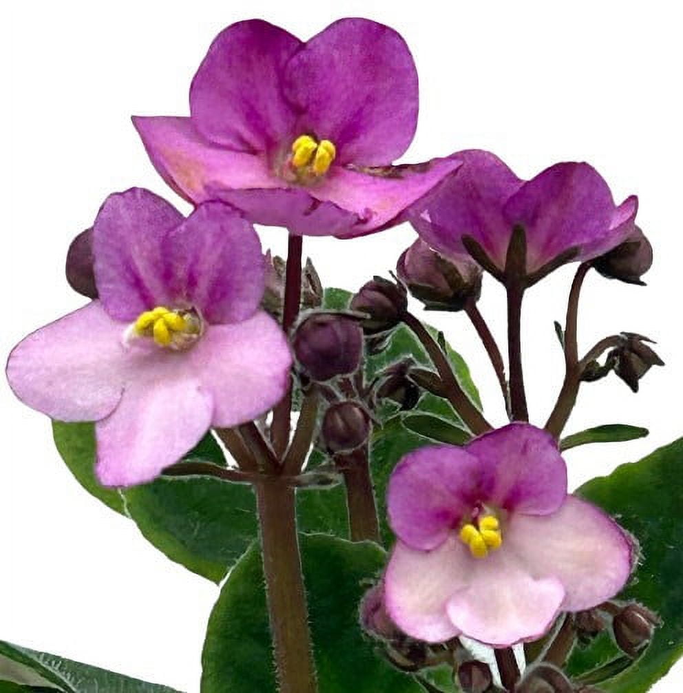 Optimara Little Creek Girl Mini African Violet in 2.5" Self-Watering ...