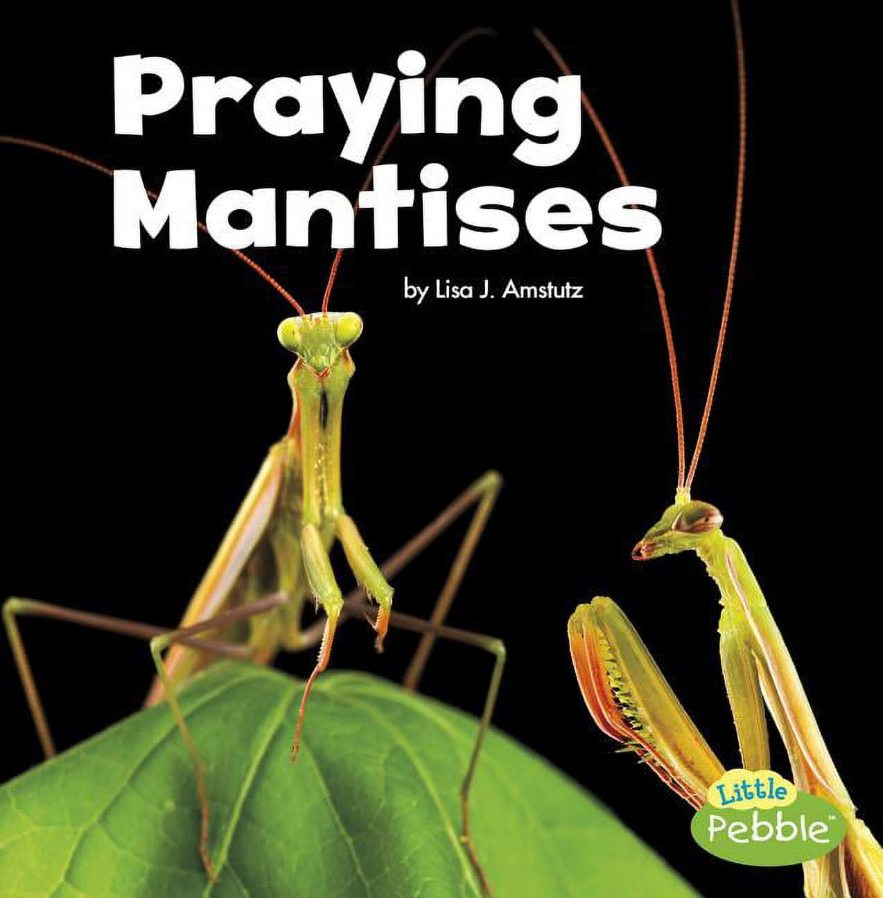 Little Critters: Praying Mantises (Hardcover) - Walmart.com