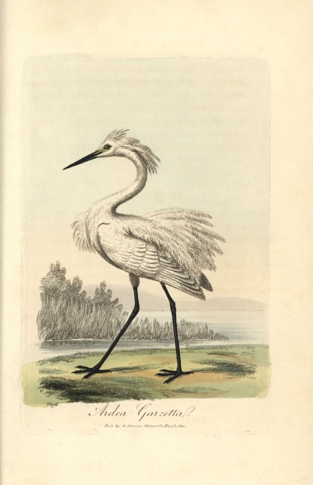 Little Egret, Ardea Garzetta, Egretta Garzetta Poster Print By ...