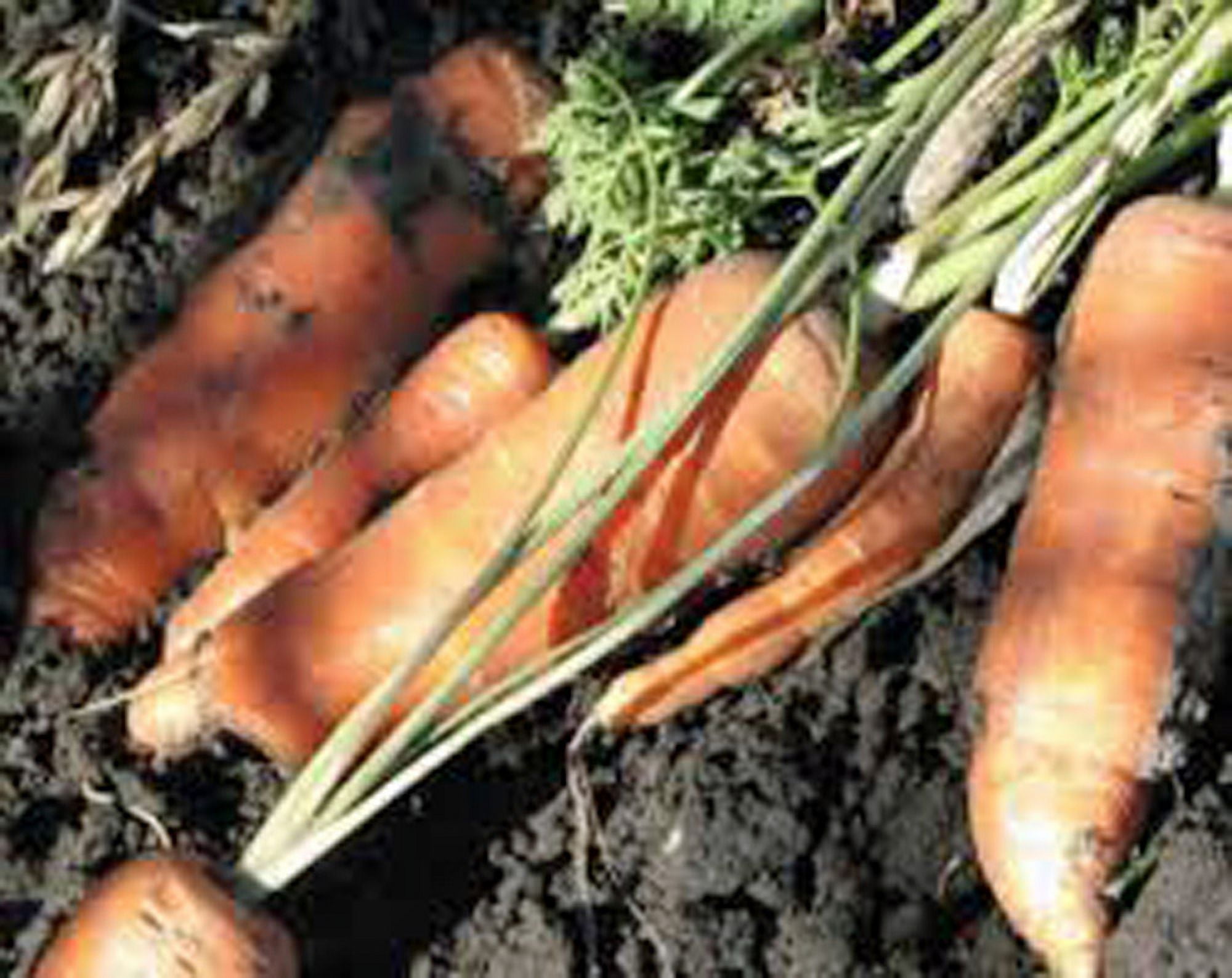 Little Finger Carrot Seeds - 500 Count Seed Pack - Non-GMO - Rich ...