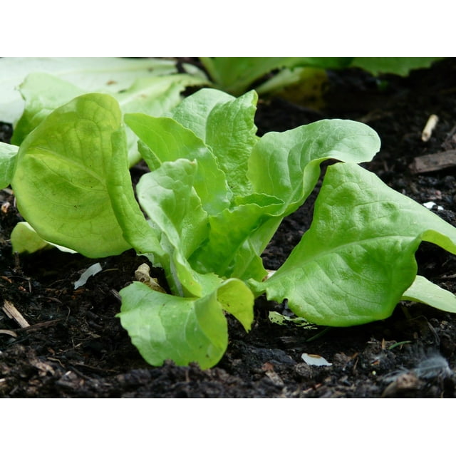 Little Gem Romaine Lettuce/Annual/Full Sun/112K Seeds 1/4 LB/Zellajake ...
