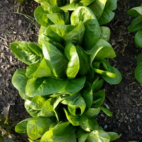 Lettuce Seeds in Seed Gardening - Walmart.com