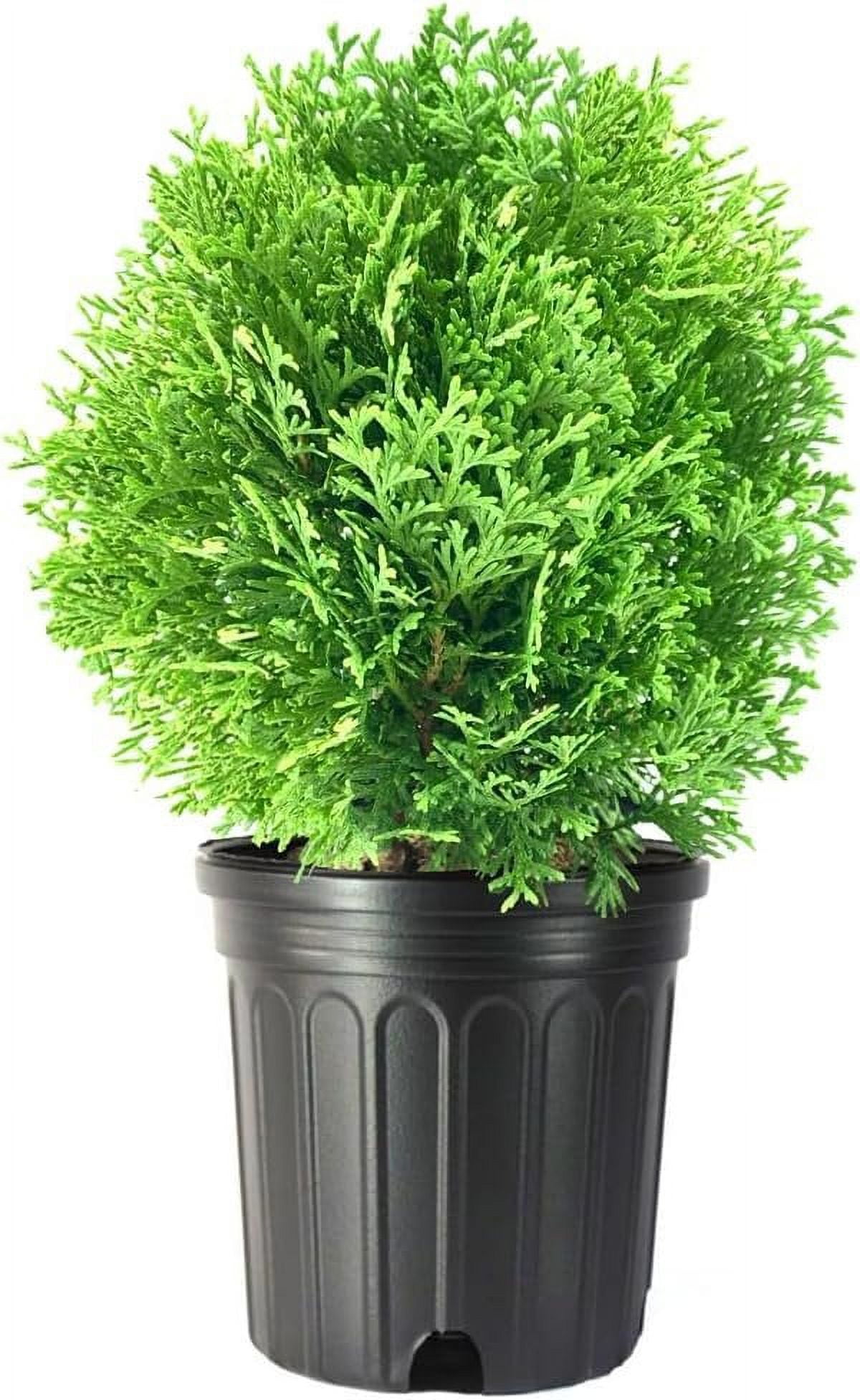 Little Giant Arborvitae 1 Live Gallon Size Plant Dwarf Evergreen Shrub ...
