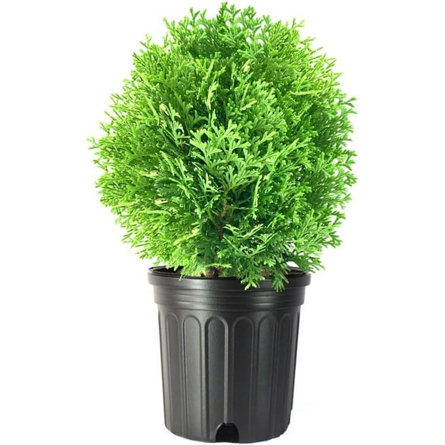 Little Giant Arborvitae 2 Live Gallon Size Plants Dwarf Evergreen Shrub ...