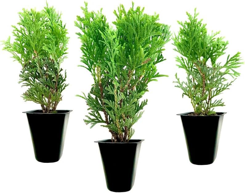 Little Giant Arborvitae 3 Live Gallon Size Plants Dwarf Evergreen Shrub, Perfect for Landscaping ...