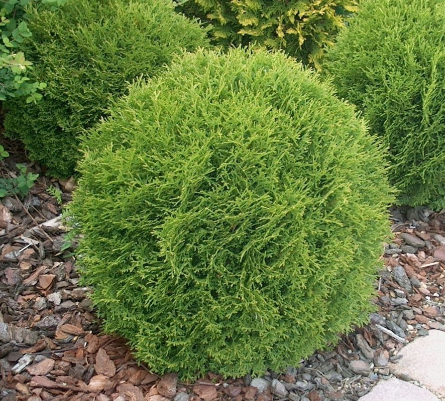 Little Giant Dwarf Arborvitae Live Plant 6" Tall in Quart Pot - Globe ...