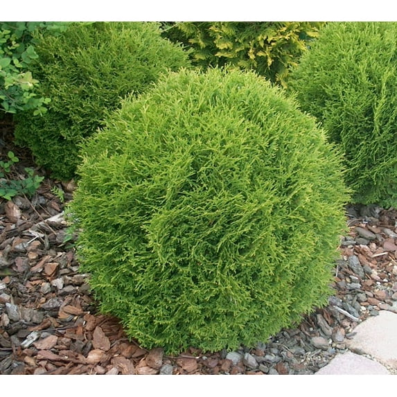 Little Giant Dwarf Arborvitae (Thuja) - Live Outdoor Plant (1 QT ...