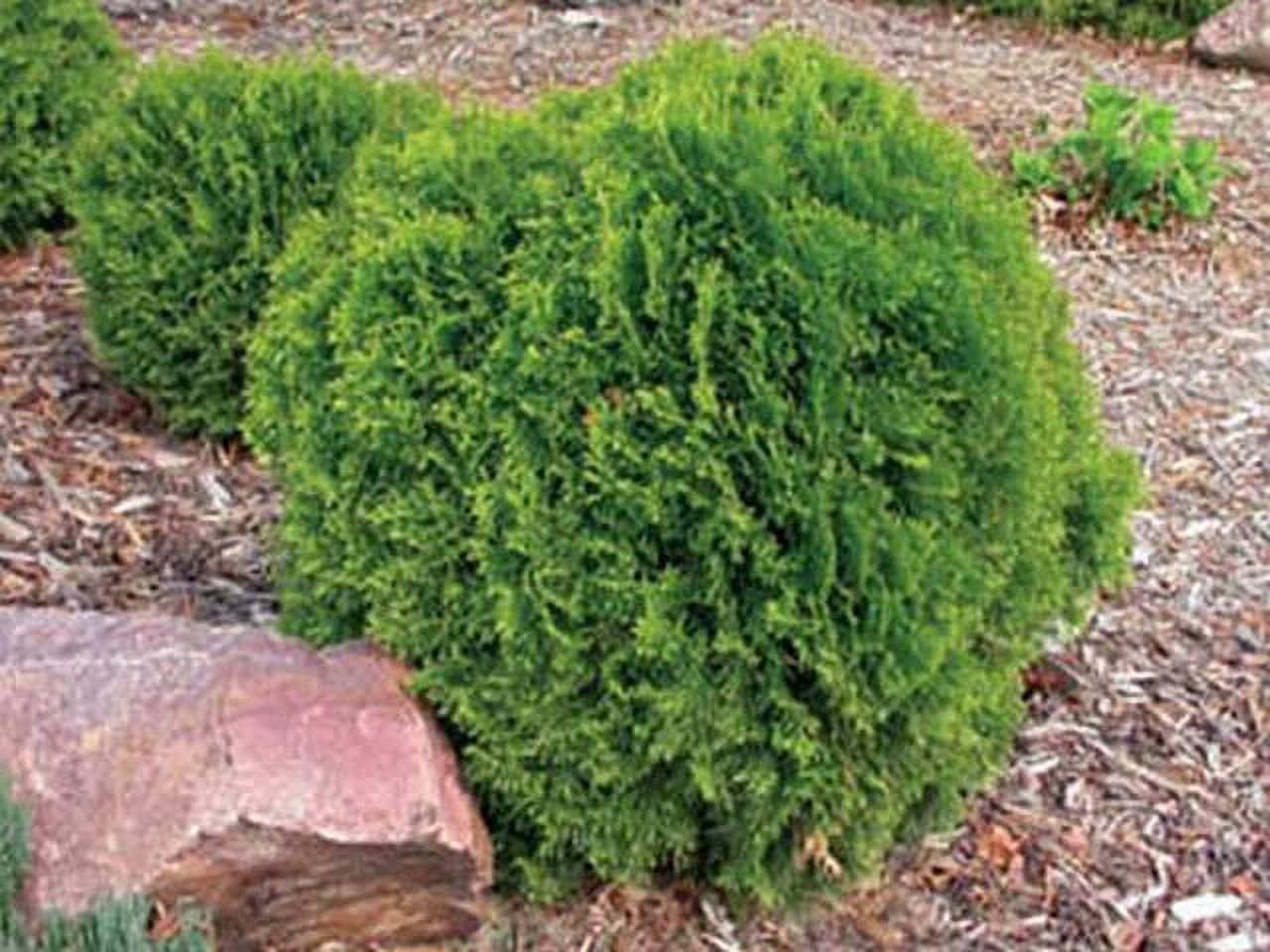 Little Giant Dwarf Arborvitae ( Thuja )- Live Plant - ( 2.5 QT ...