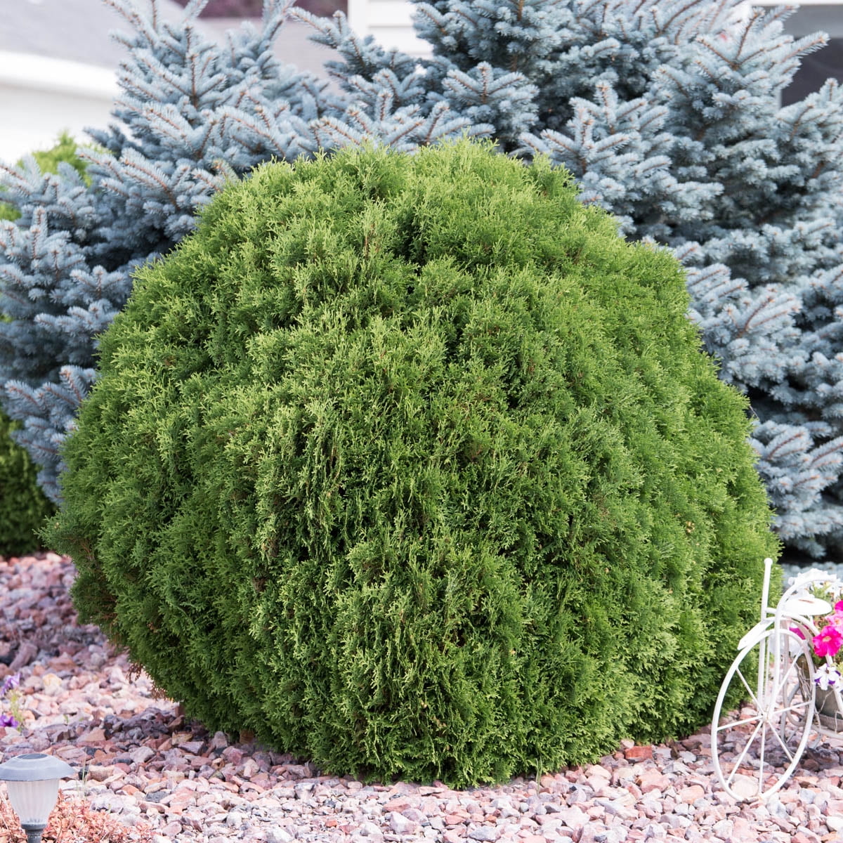 Little Giant Globe Arborvitae Bush Potted Evergreen Shrub, in a 2.25 ...