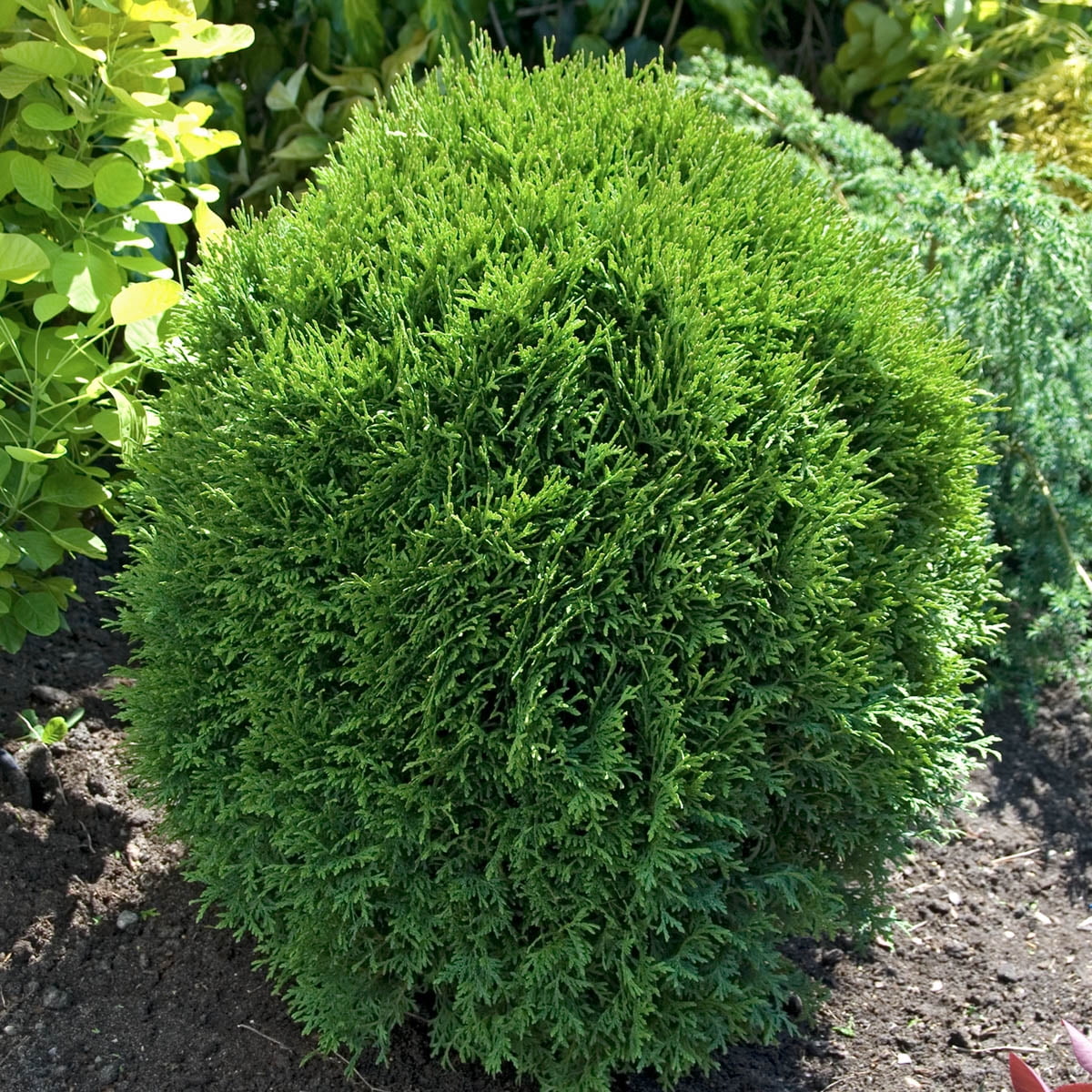 Little Giant Globe Arborvitae Evergreen Shrub, in a 3 gallon pot ...
