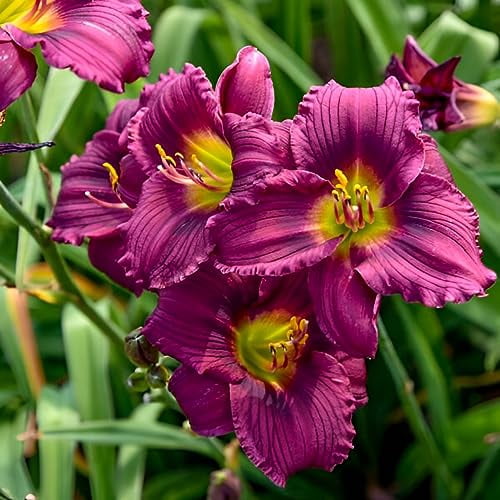 Little Grapette Daylily Bare Root - Perennial Daylily, Long Lasting ...