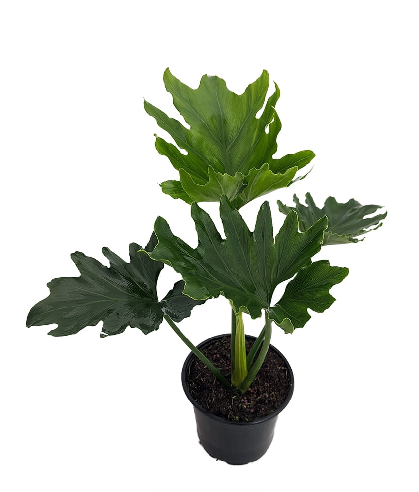 Little Hope Philodendron - House Plant - 6" Pot - Walmart.com