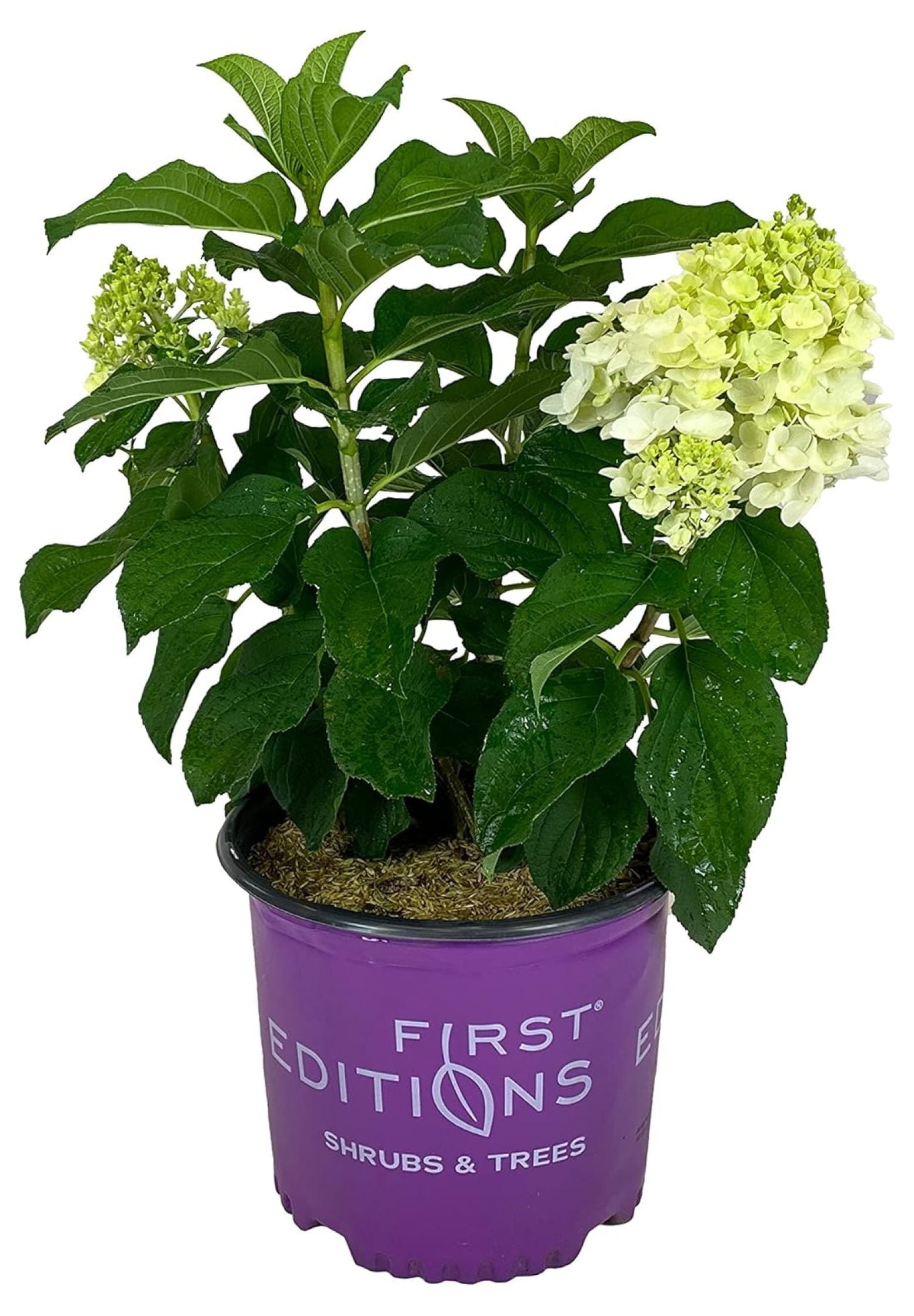 Little Hottie Panicle Hydrangea - 3 gal - First Editions - , Light ...