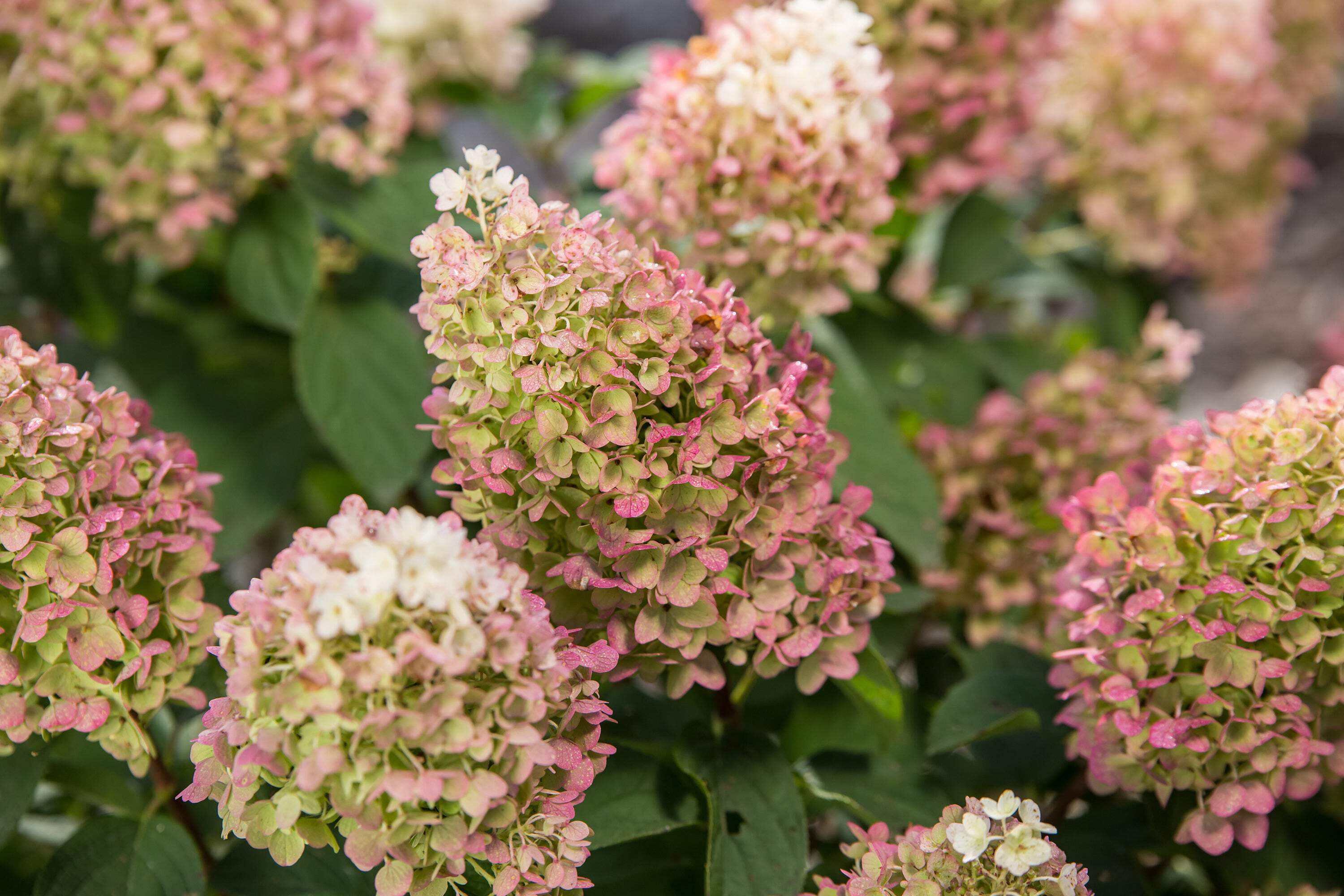 Little Hottie® Panicle Hydrangea - Walmart.com