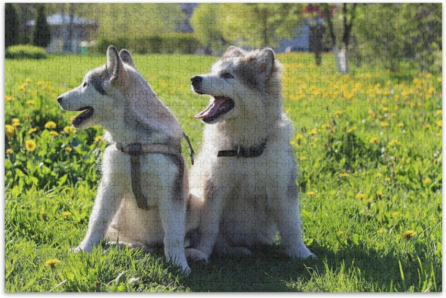 Little Husky Jigsaw Puzzle 500 Pieces for Adults Teens Kids, Fun ...