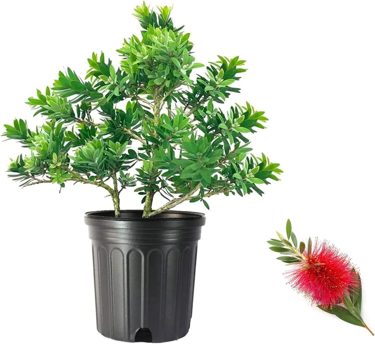 Little John Dwarf Bottlebrush 2 Large Gallon Size Plants Callistemon ...